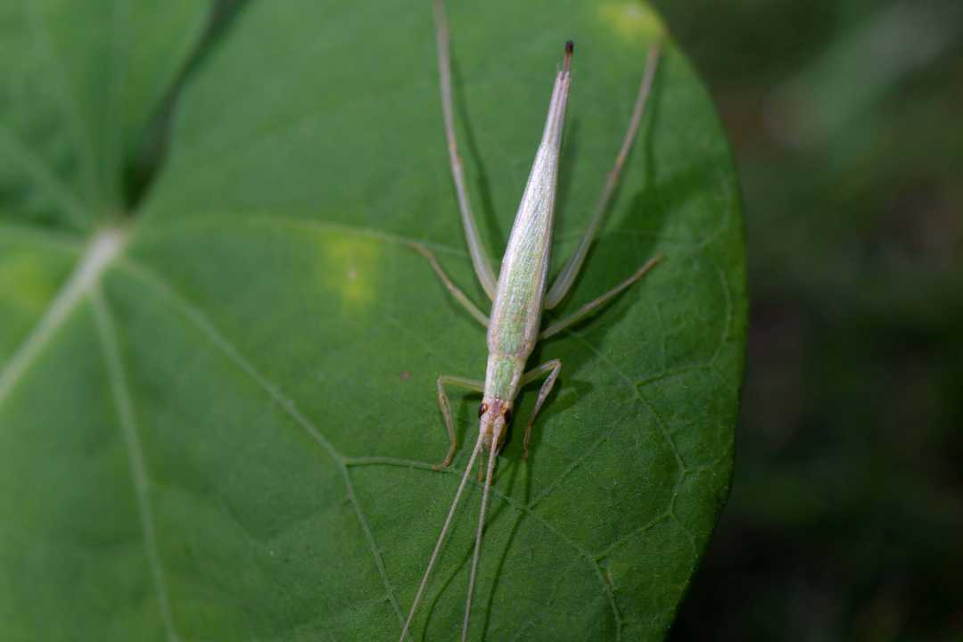 INSECTBASE
